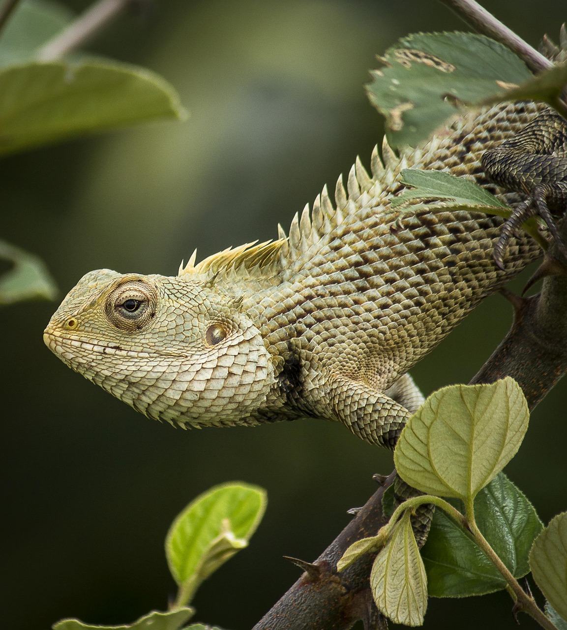 Oriental Garden Lizard - Free photo on Pixabay - Pixabay