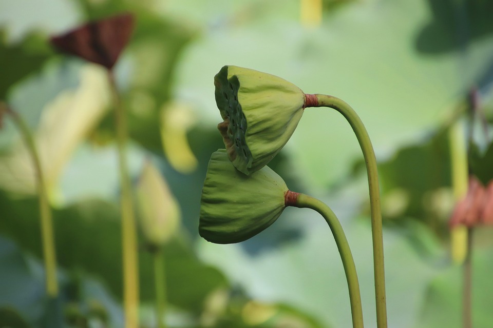 Lotus Seed Pods - Free photo on Pixabay - Pixabay