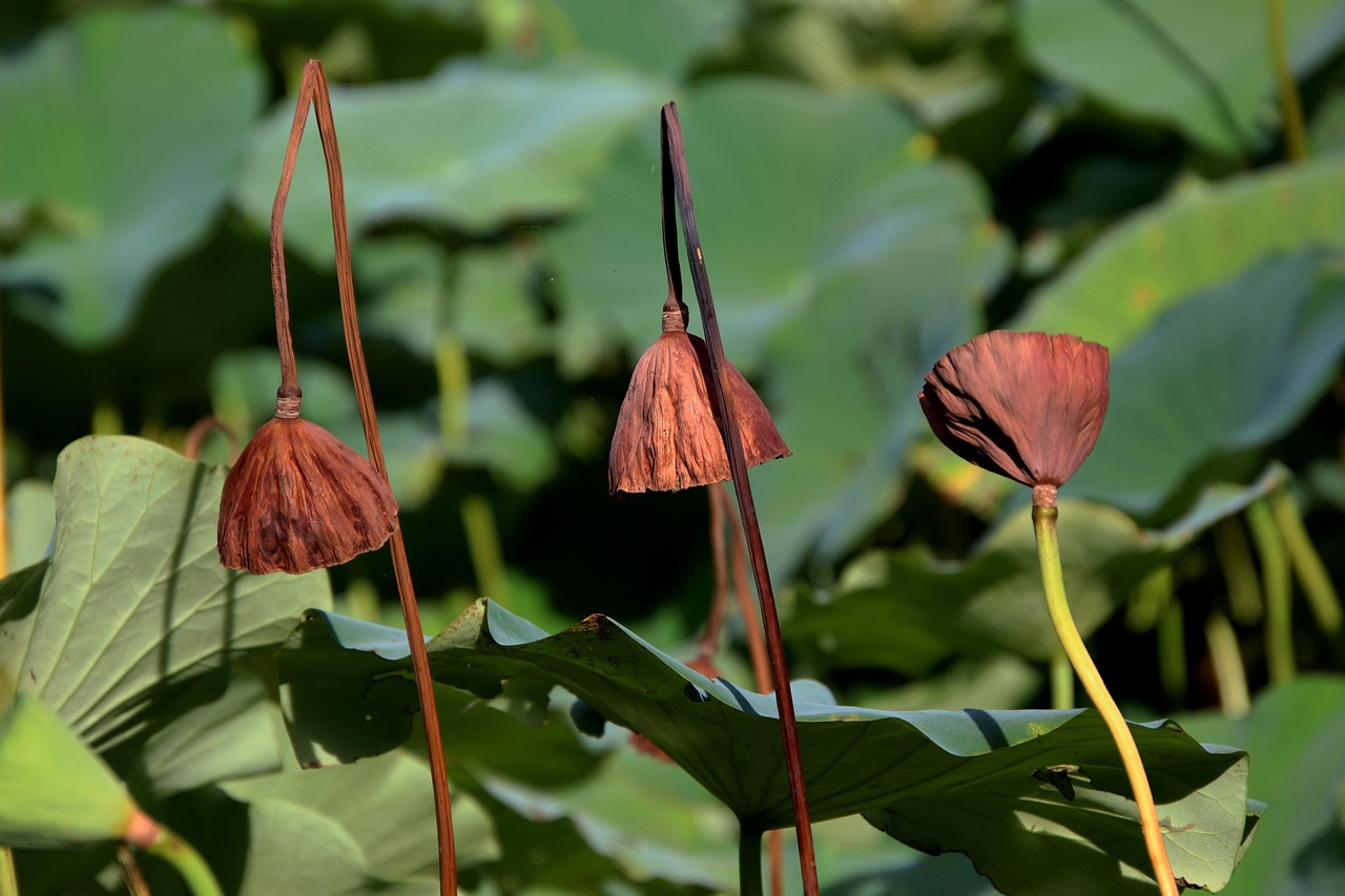 Lotus Dried Seed Pods - Free photo on Pixabay - Pixabay
