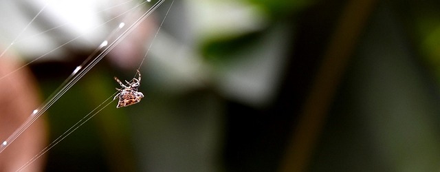 Inseto Aranha Entomologia - Foto gratuita no Pixabay - Pixabay