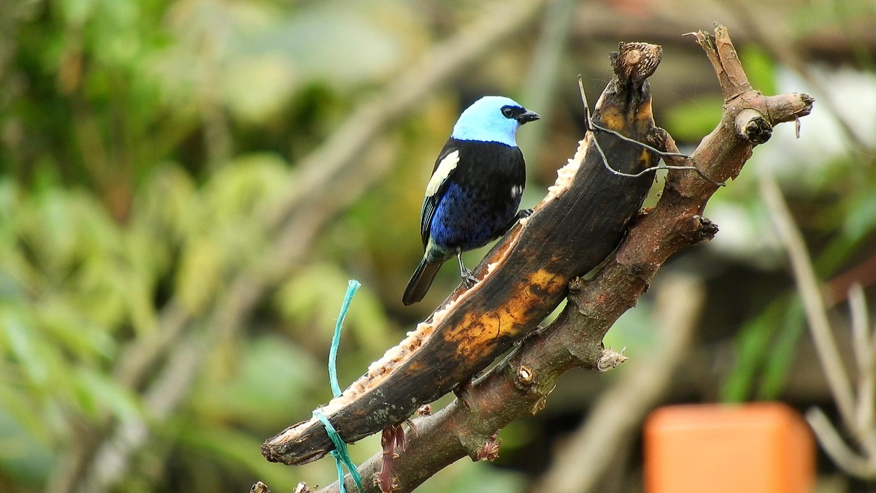 Nature Bird Blue-Necked Tanager - Free photo on Pixabay