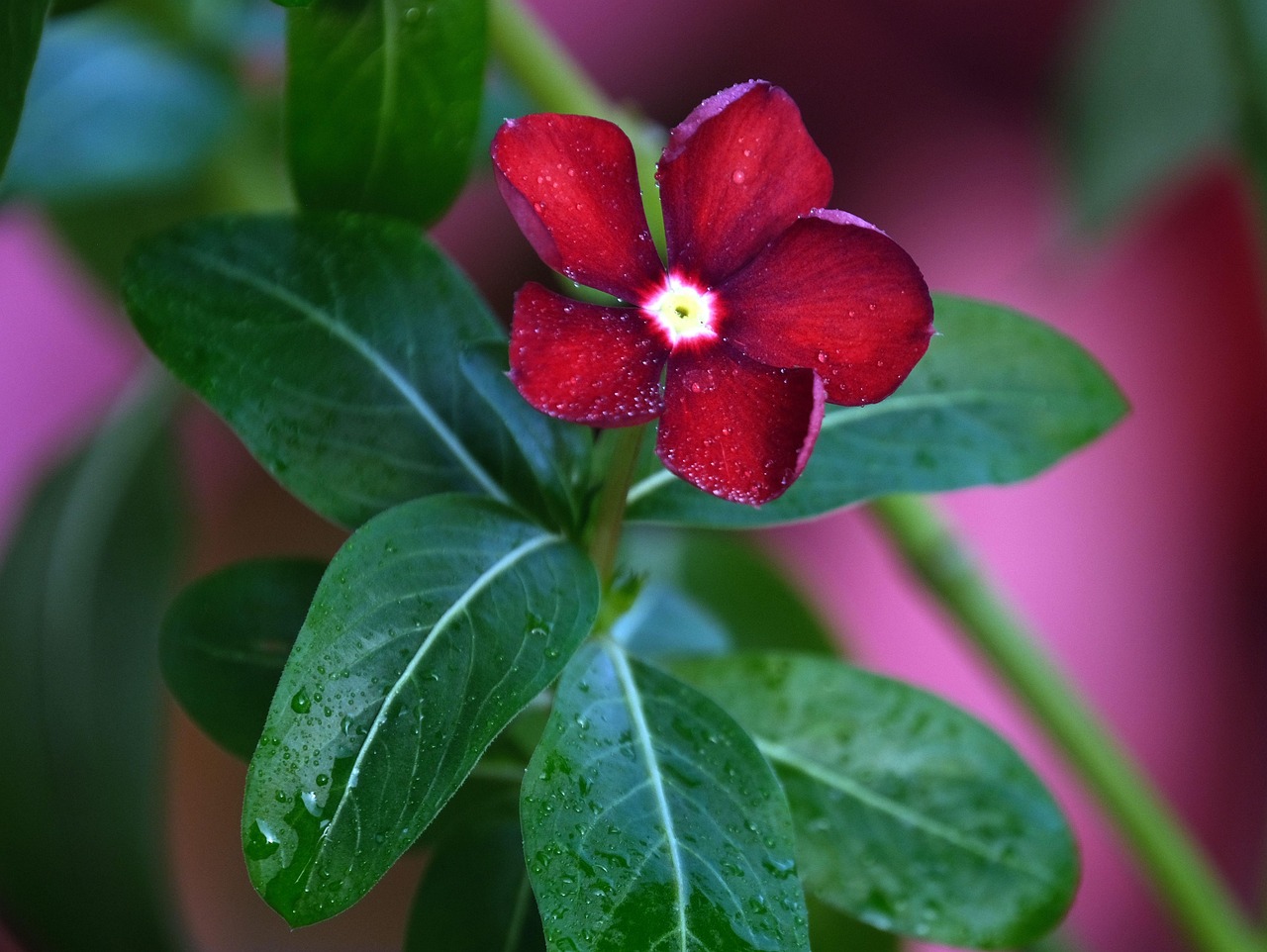 Pervenche Fleur Plantes - Photo gratuite sur Pixabay