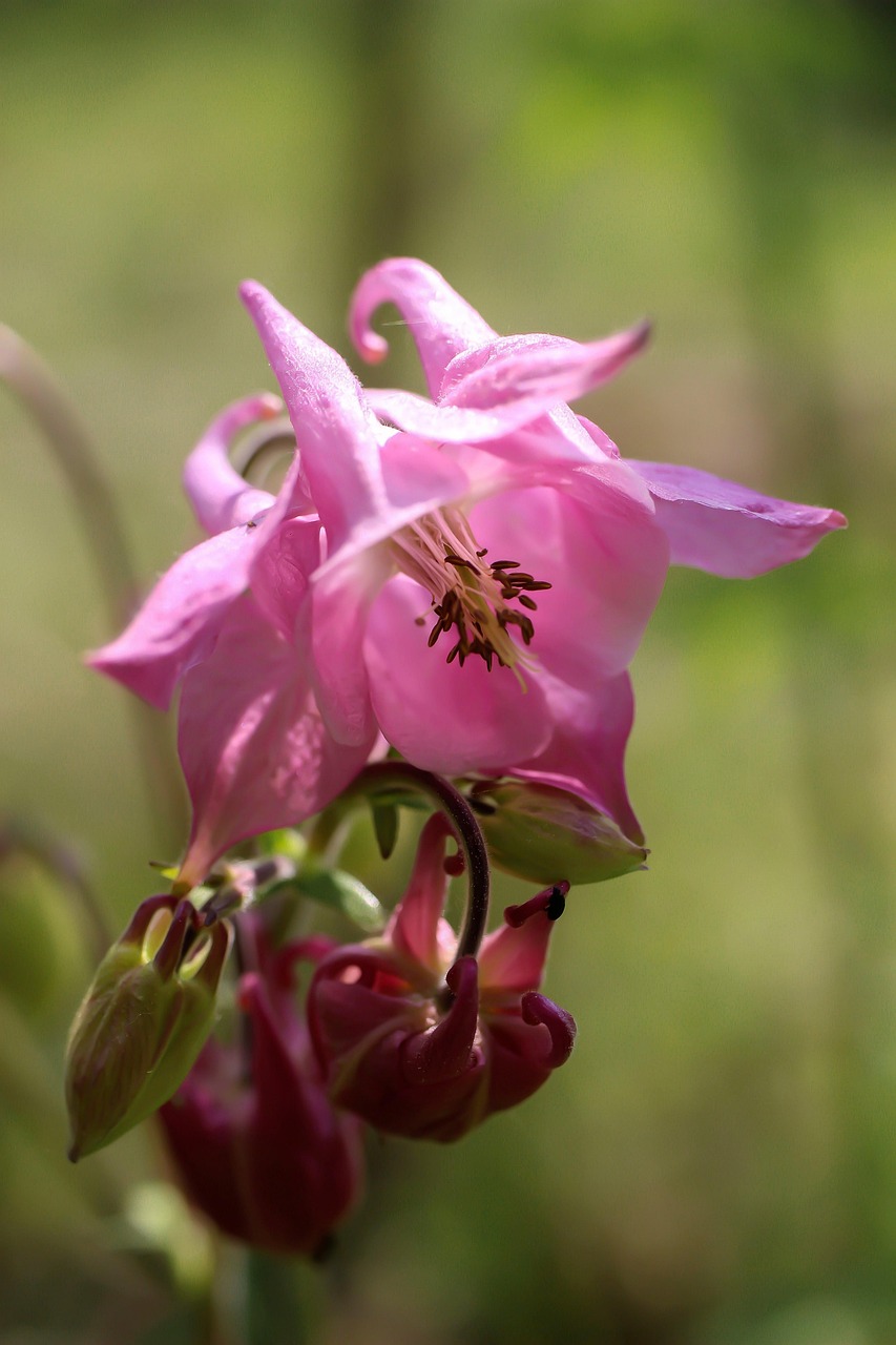 Flor Columbine Naturaleza - Foto gratis en Pixabay - Pixabay