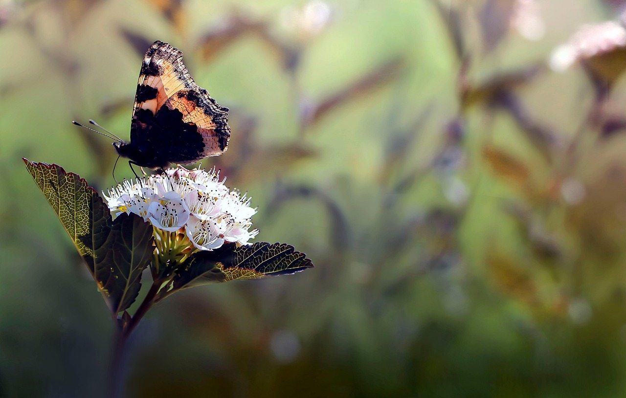 Vlinder Bloem Bestuiving - Gratis foto op Pixabay - Pixabay