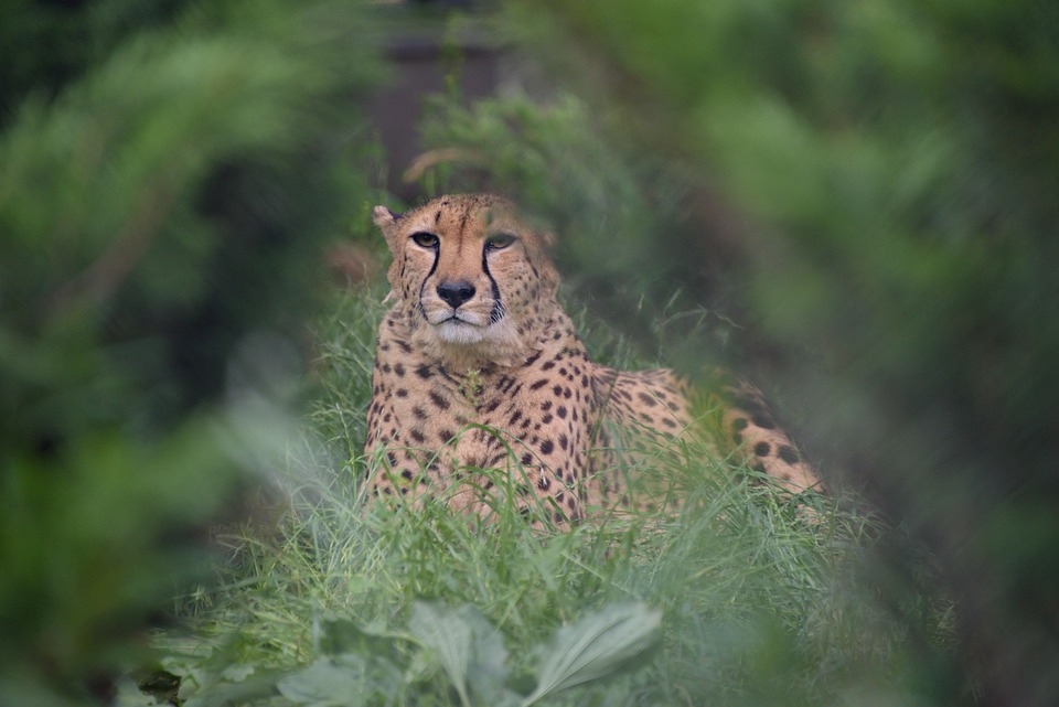 Animal Cheetah Mammal - Free photo on Pixabay