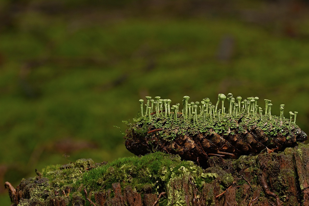 1,000+ Free Lichen & Nature Images - Pixabay