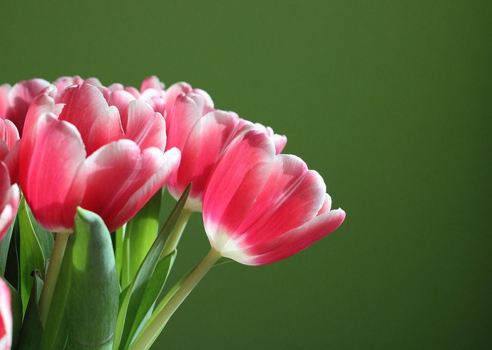 Tulipany Kwiat Roślin Różowe - Darmowe zdjęcie na Pixabay