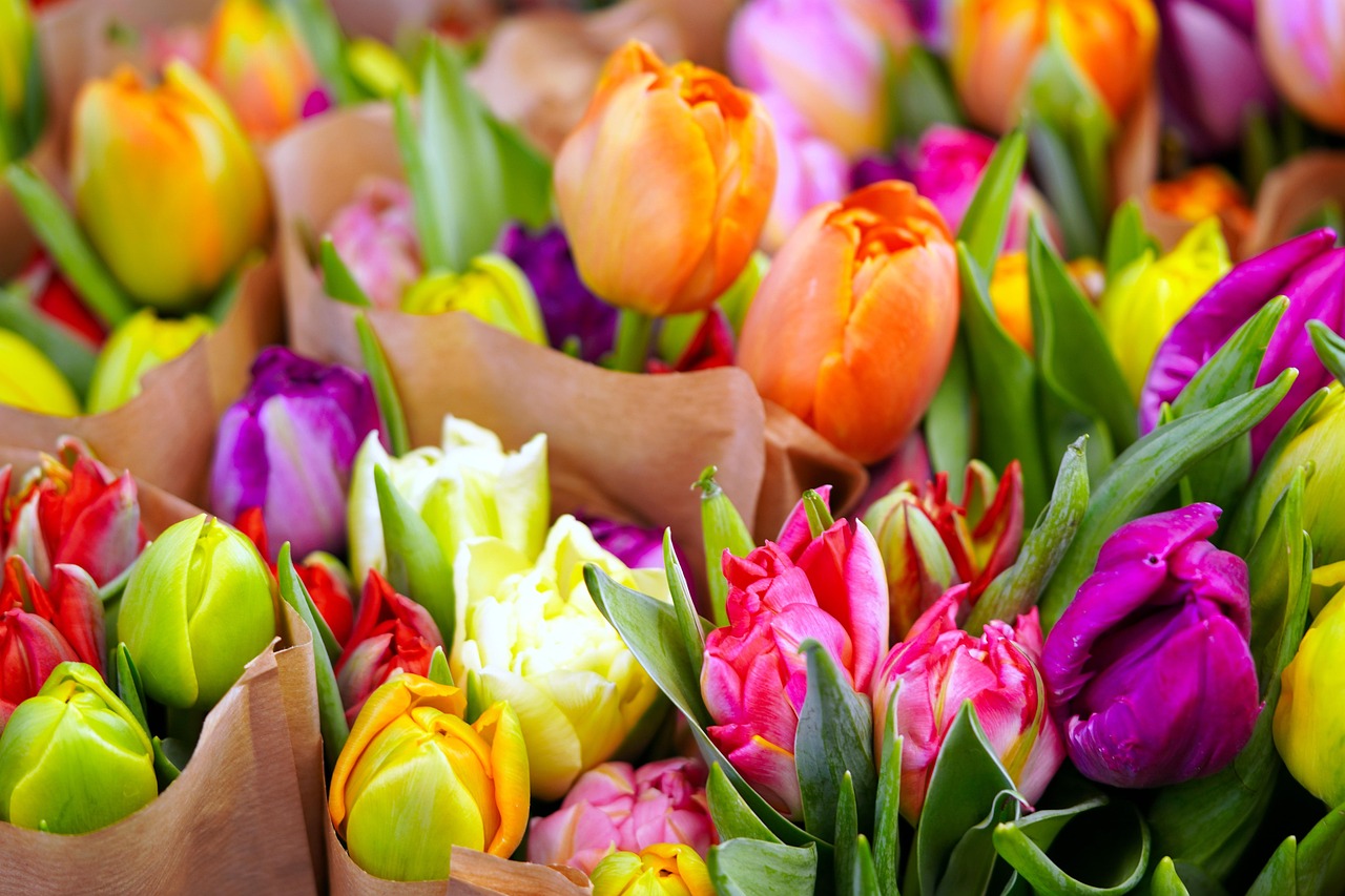 Flower Tulips Spring - Free photo on Pixabay - Pixabay