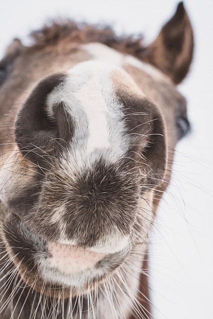 Horse Pony Nose - Free photo on Pixabay