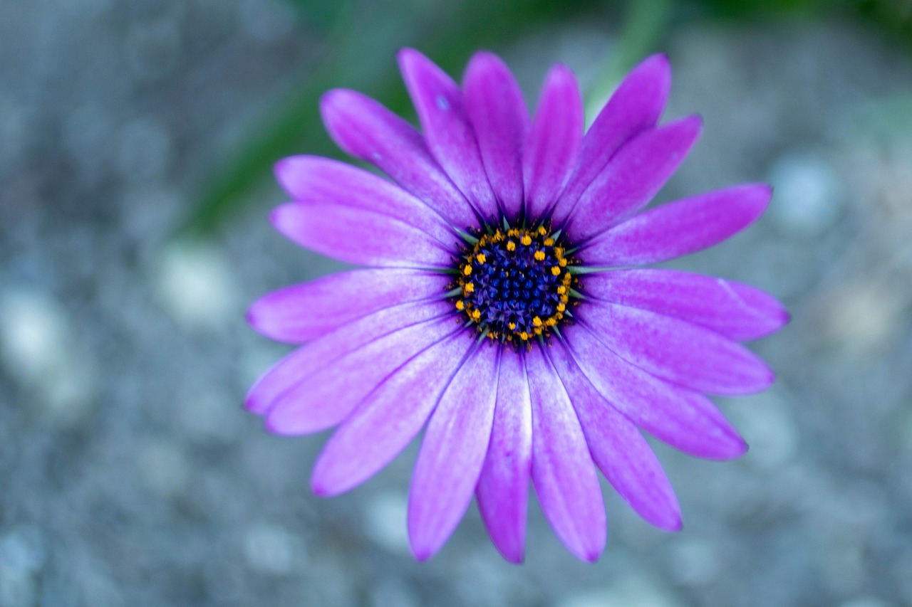 Flor Margarida Azul - Foto gratuita no Pixabay - Pixabay