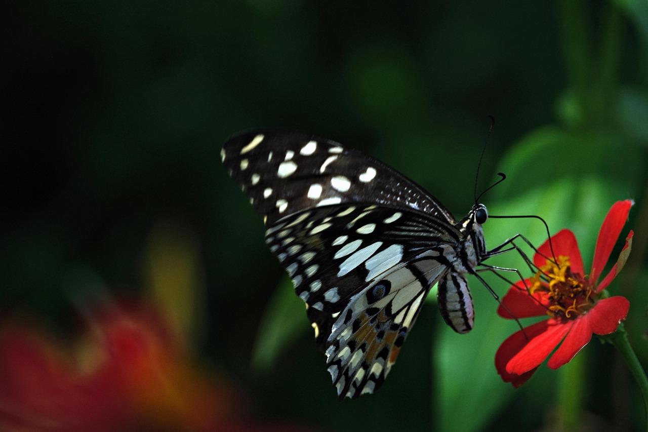 Papillon Citron Vert - Photo gratuite sur Pixabay - Pixabay