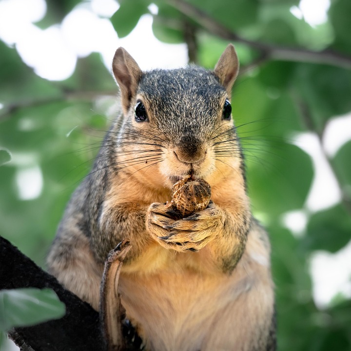 Animal Squirrel Mammal - Free photo on Pixabay - Pixabay