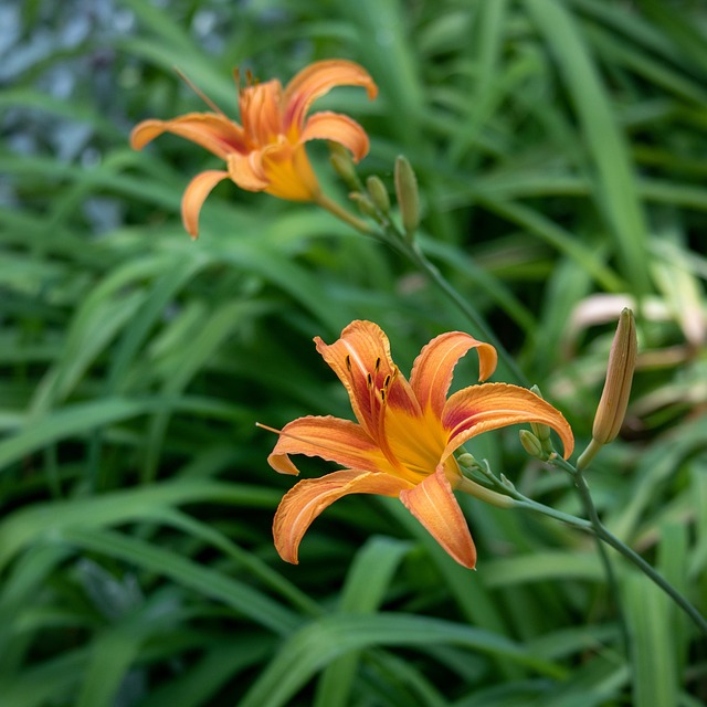 Lily Flower Free Photo On Pixabay Pixabay 9604