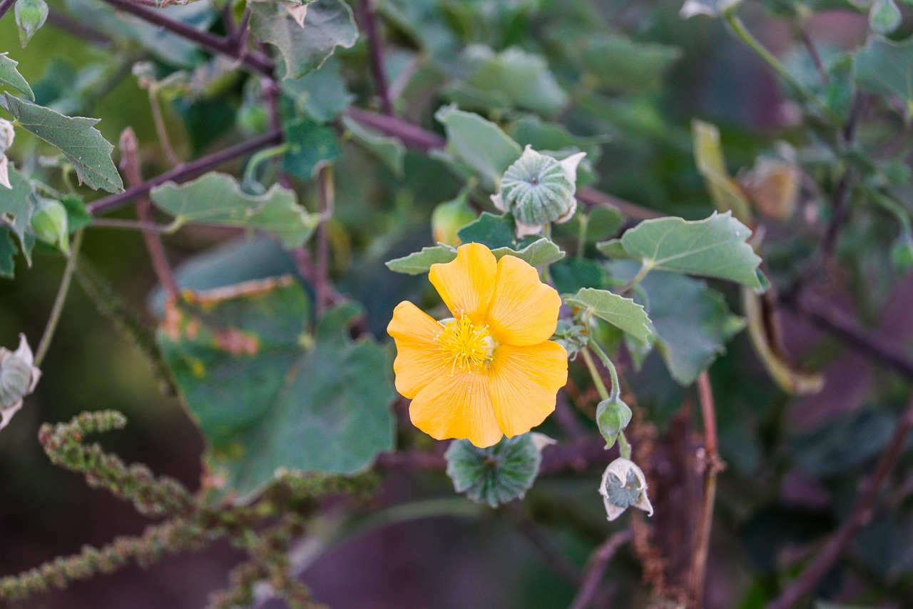 1+ Free Nacher & Plant Photos - Pixabay