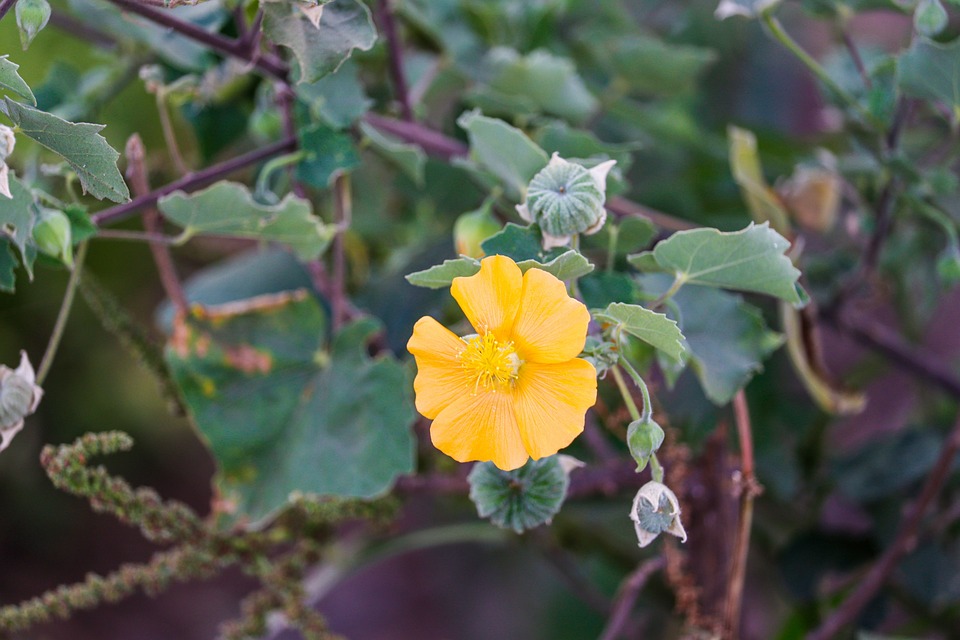 Plant Flower - Free photo on Pixabay