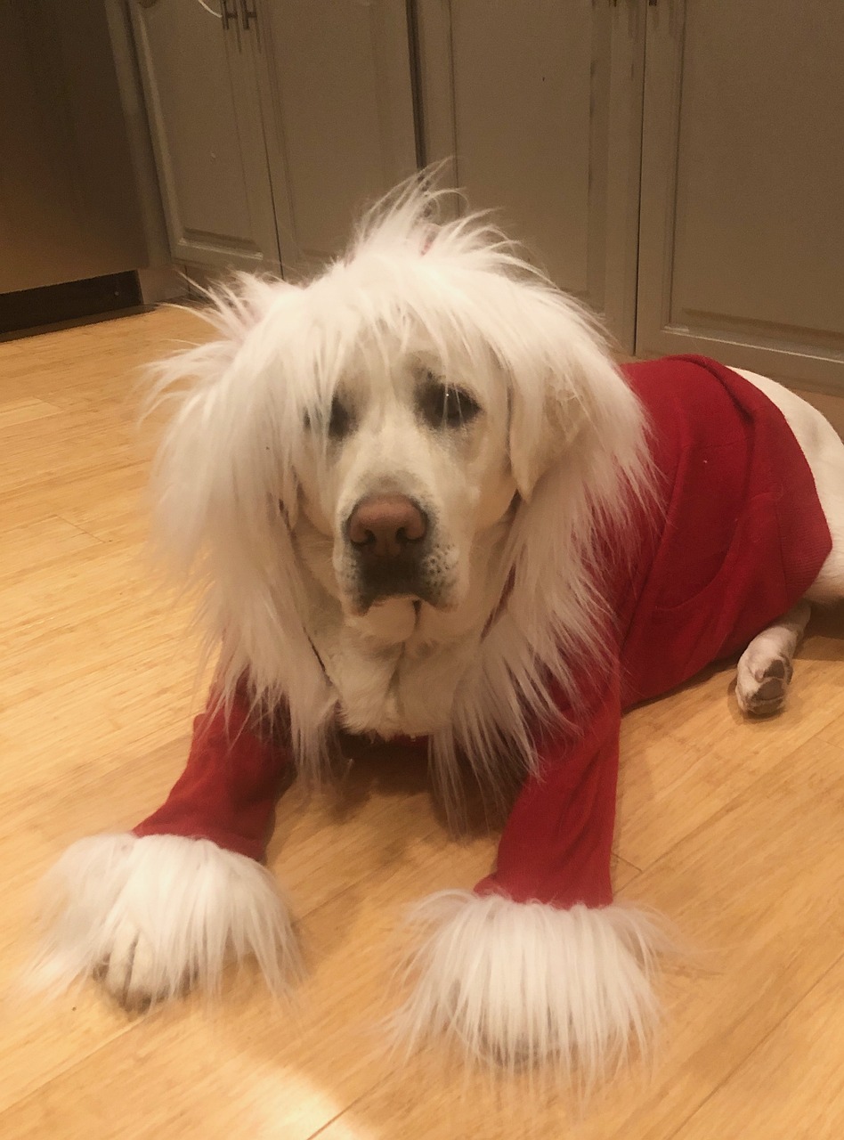 Christmas Dog Santa - Free photo on Pixabay - Pixabay