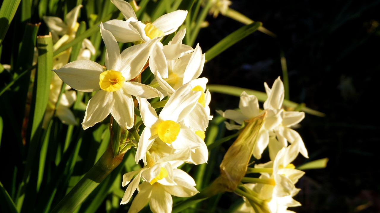 Narcisse Fleurs Plantes - Photo gratuite sur Pixabay - Pixabay