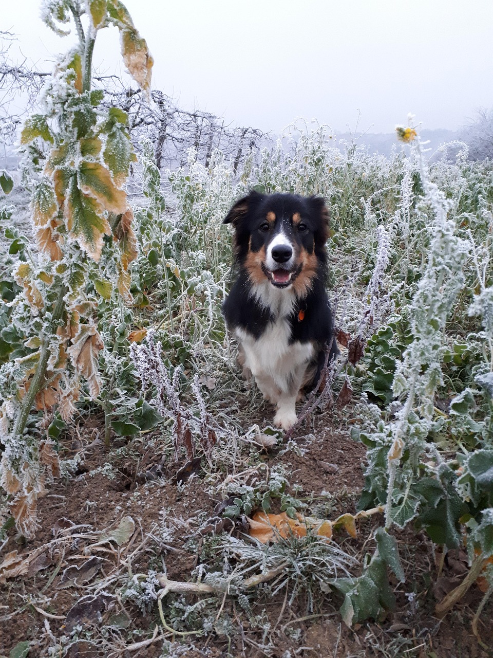 Border Collie Dog Animal - Free photo on Pixabay - Pixabay