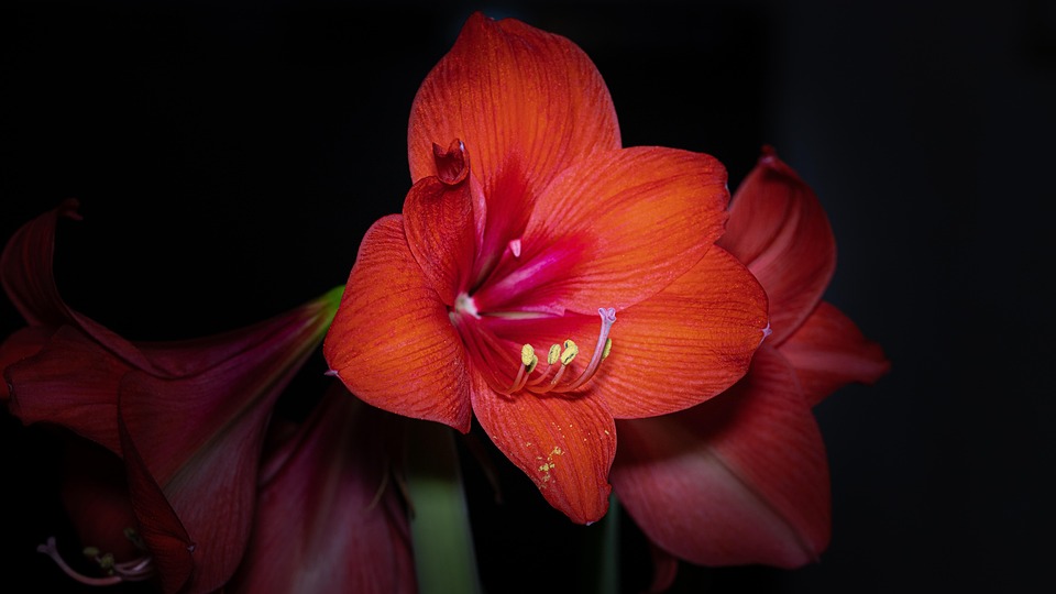 Flower Amaryllis Bloom - Free photo on Pixabay - Pixabay