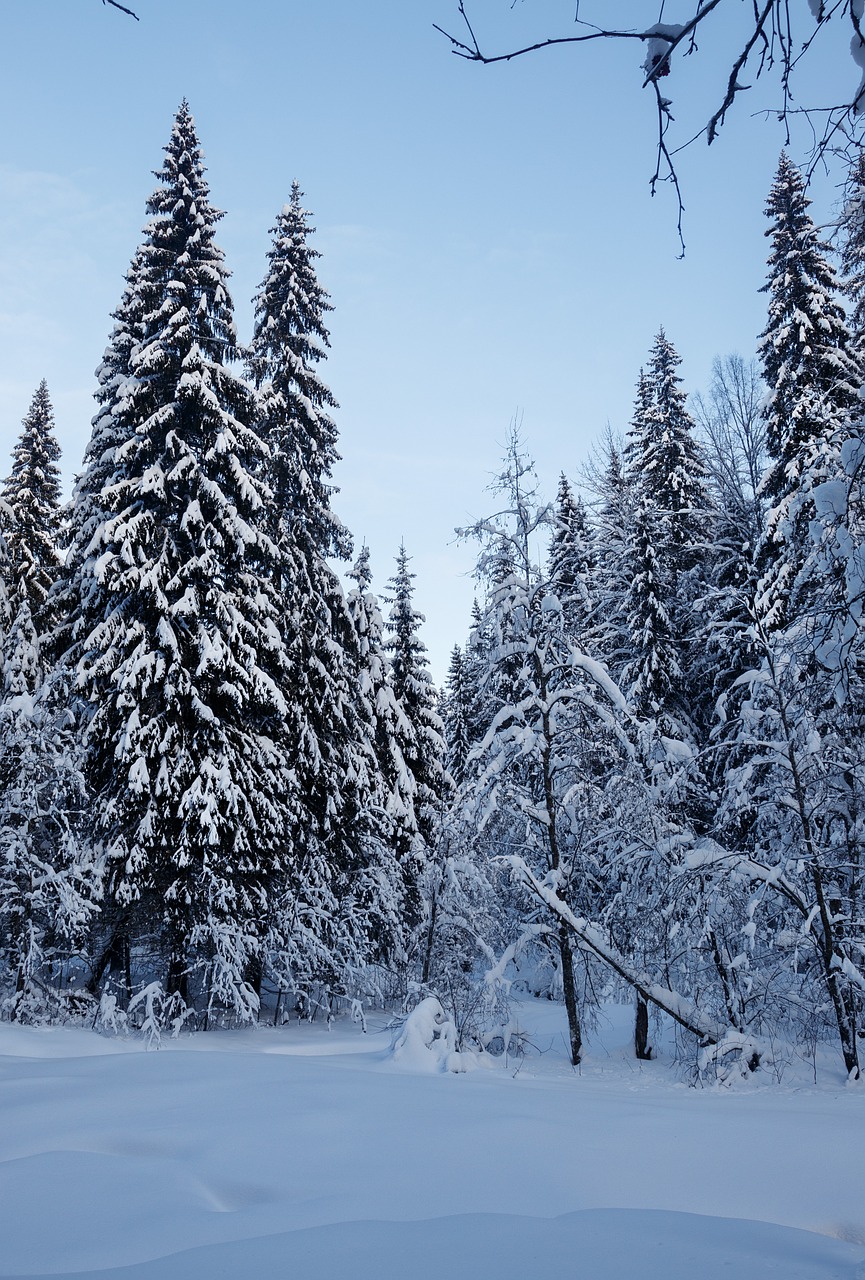 Winter Forest Trees - Free photo on Pixabay