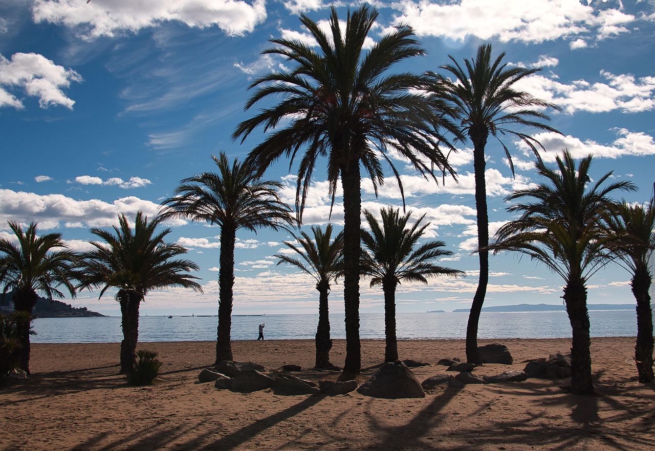 Spain Beach Sea Palm - Free photo on Pixabay - Pixabay