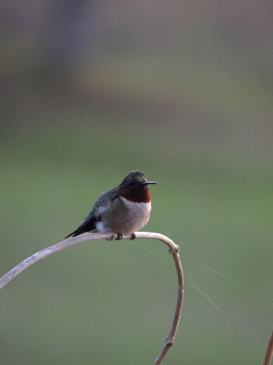 3,000+ Free Ruby Throated Hummingbird & Hummingbird Photos - Pixabay