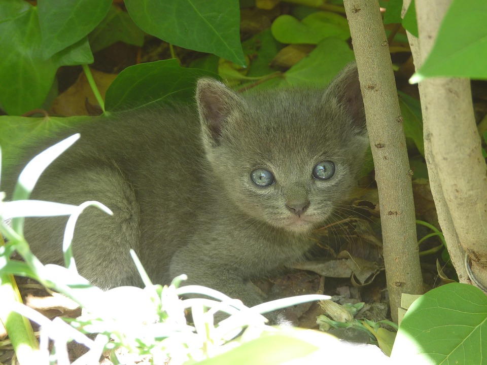 Gato Mascote Animal Pequeno - Foto gratuita no Pixabay - Pixabay
