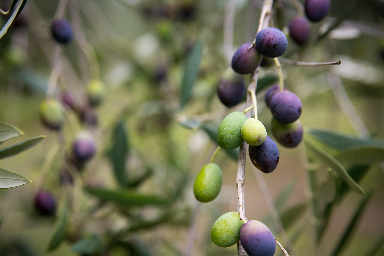 Olives Plant Fruits - Free photo on Pixabay - Pixabay
