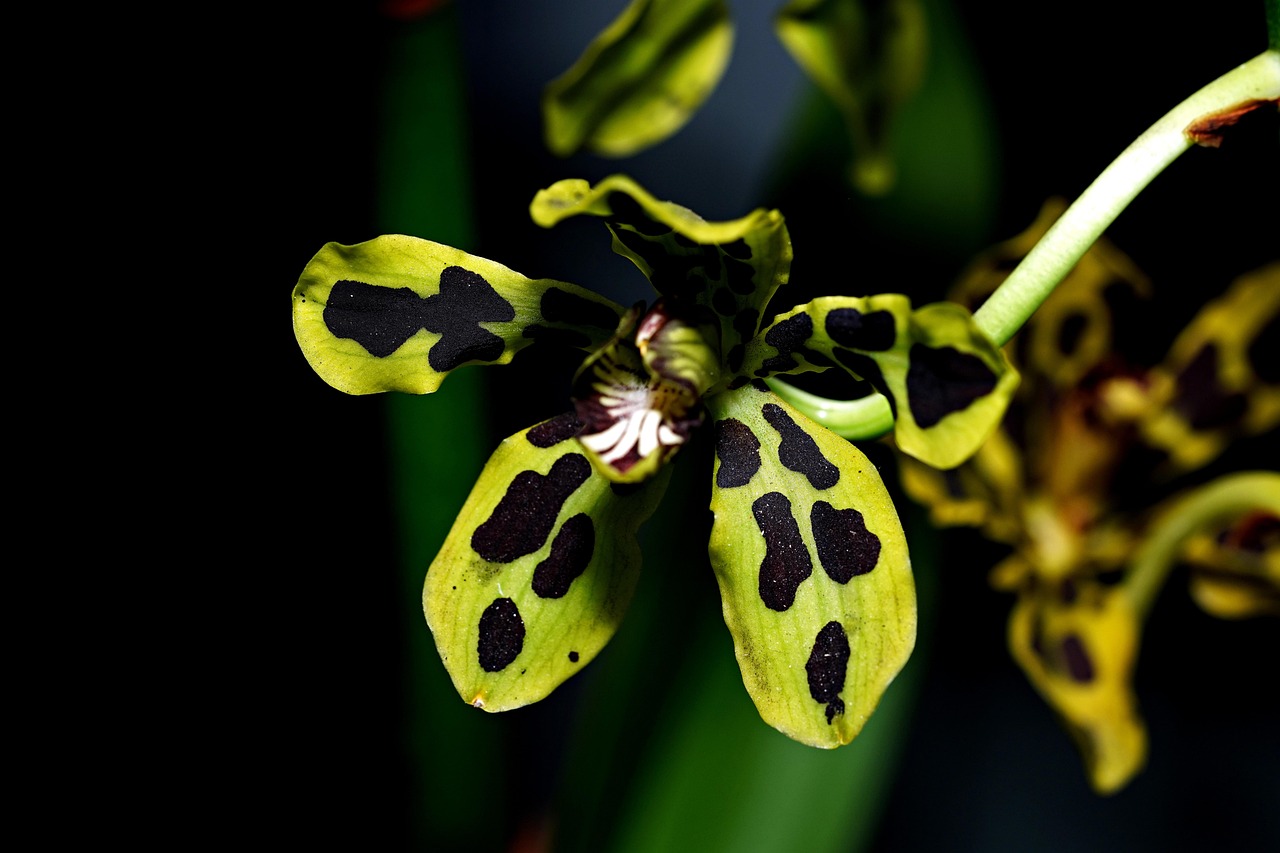 Papua Orchid Flower Plant - Free photo on Pixabay - Pixabay