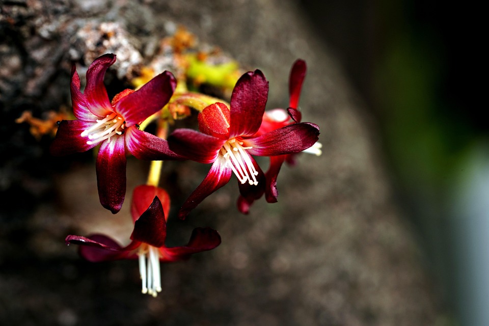 Averrhoa Bilimbi Flowers Flora - Free photo on Pixabay