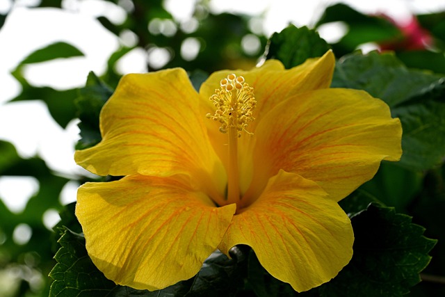 Hibisco Flor Planta Flores - Foto gratuita no Pixabay - Pixabay