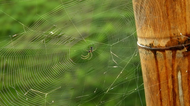 Inseto Aranha Teia De - Foto gratuita no Pixabay - Pixabay