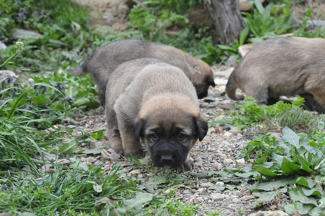 Perro Linda Animal - Foto gratis en Pixabay - Pixabay