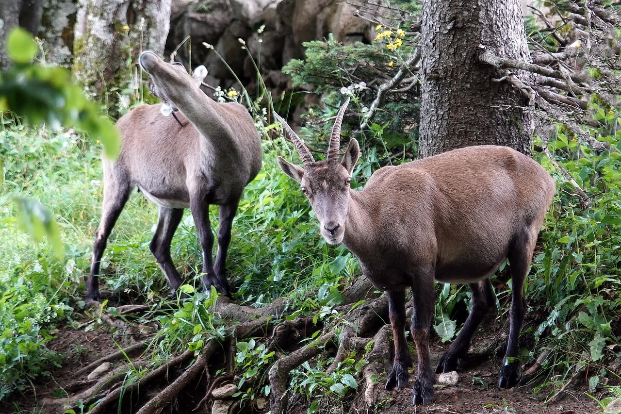 Deer Antlers Wildlife - Free photo on Pixabay - Pixabay
