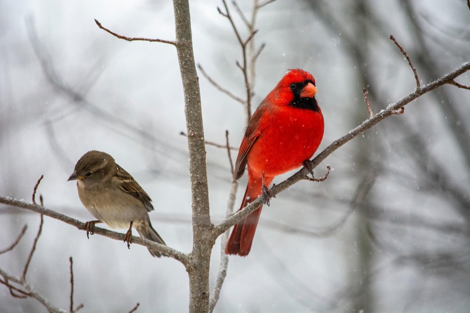 Uccello Cardinale Ornitologia - Foto gratis su Pixabay - Pixabay