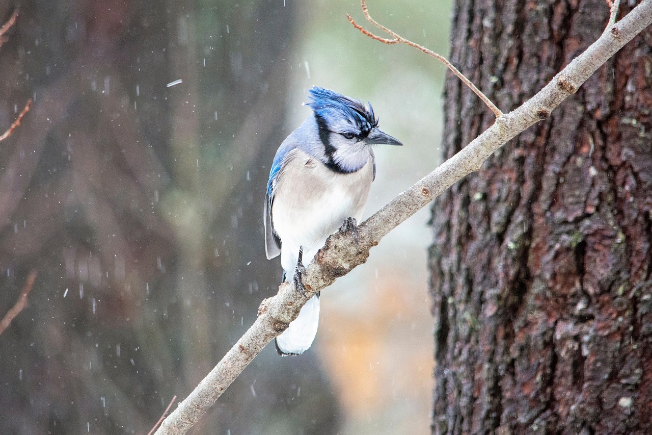 300+ Free Blue Jay & Jay Images - Pixabay