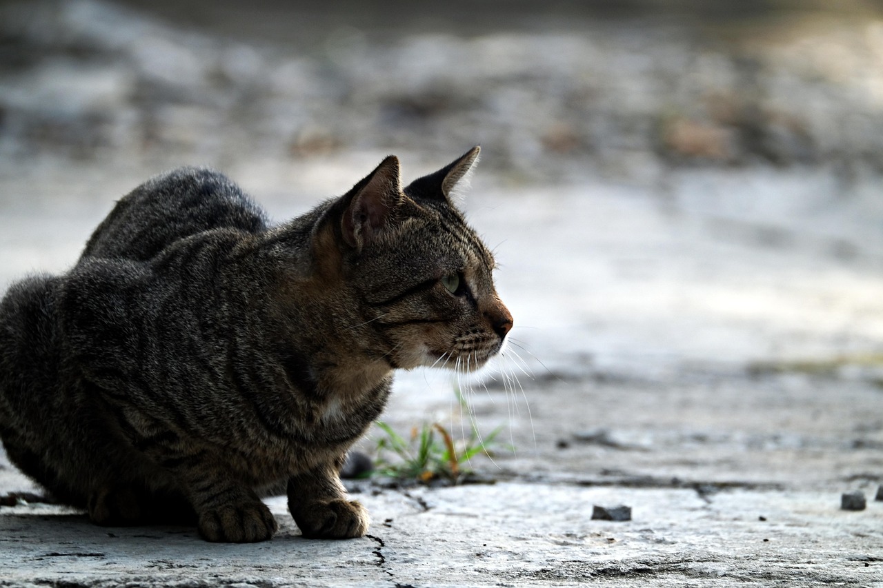 40,000+ Best Free Cat Pictures & Images [HD] - Pixabay