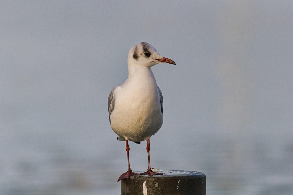 Larus Melanocephalus Pájaro Correo - Foto gratis en Pixabay - Pixabay