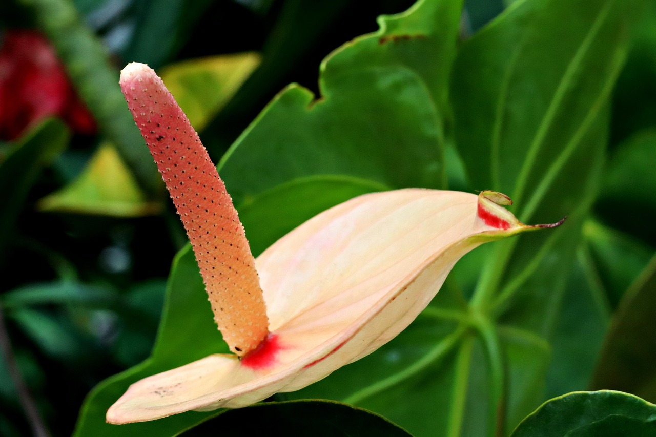 200+ Free Anthuriums & Nature Images - Pixabay
