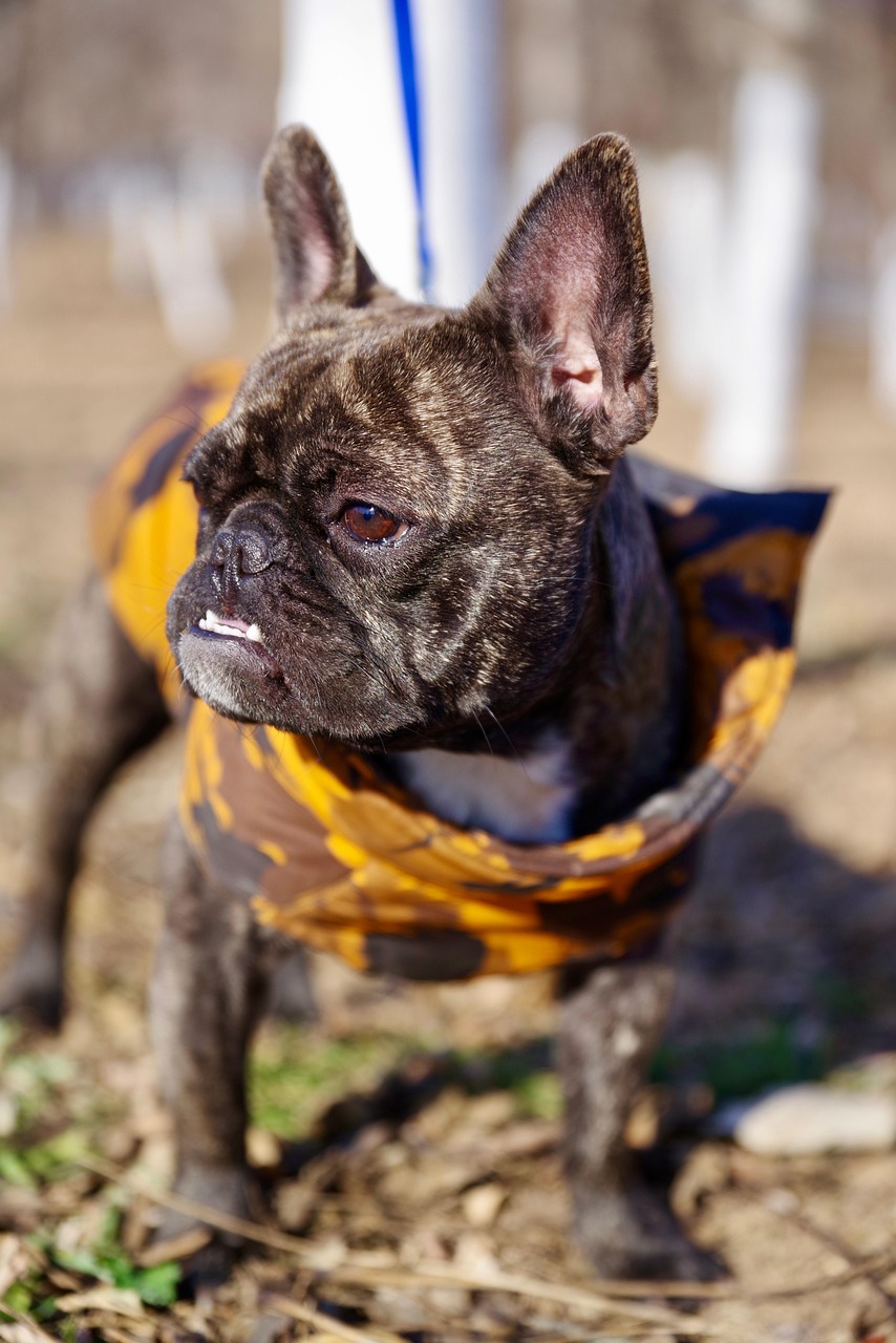 Perro Mascota Francés - Foto gratis en Pixabay
