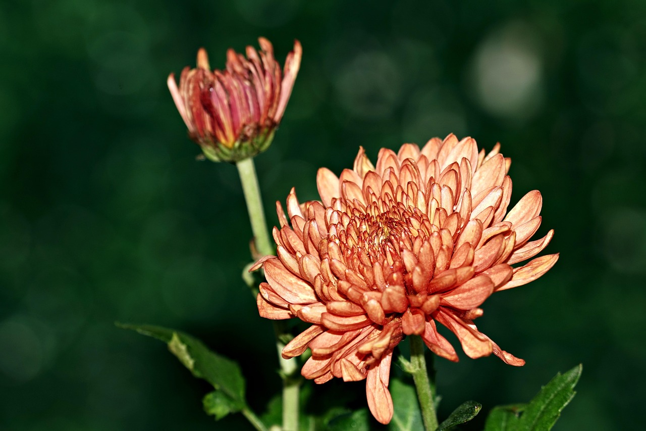 Chrysanthemum Flowers Pink - Free photo on Pixabay