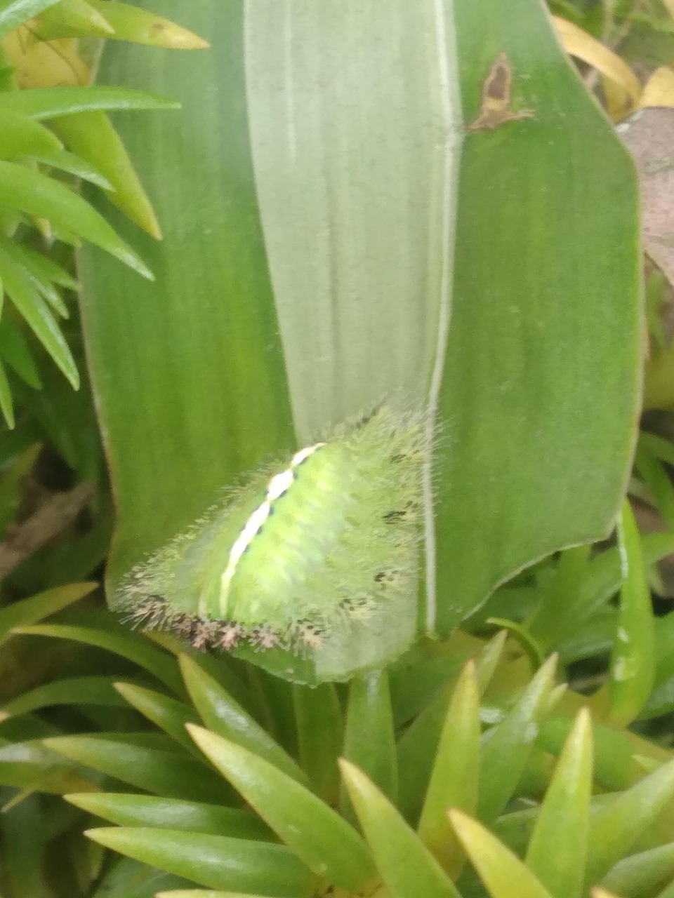 Insecte Higad Sampiring Chenille - Photo gratuite sur Pixabay - Pixabay