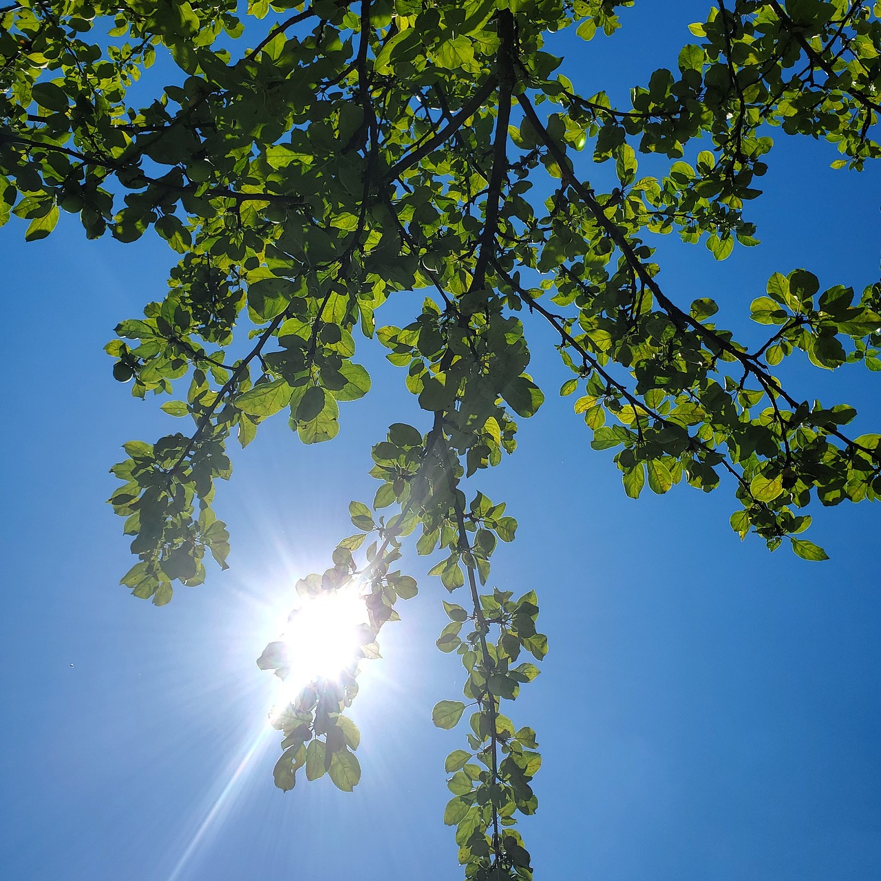 Nature Summer Sun - Free photo on Pixabay - Pixabay