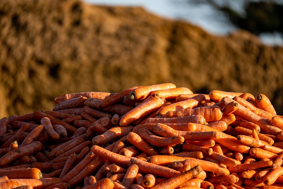 Agriculture Carrots Animal Feed - Free photo on Pixabay