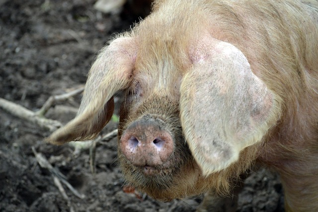 Pig Pork Animal - Free photo on Pixabay - Pixabay