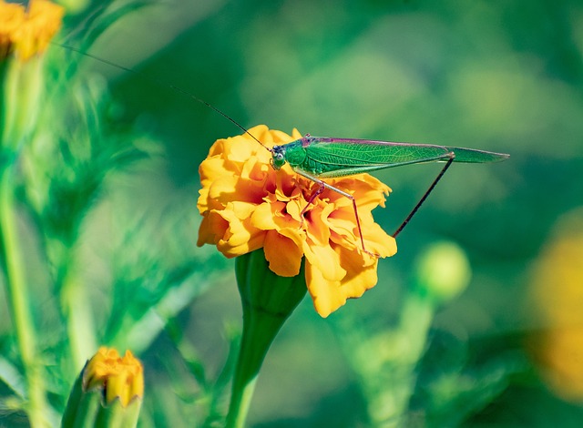 Bunga Penyerbukan Belalang - Foto gratis di Pixabay - Pixabay