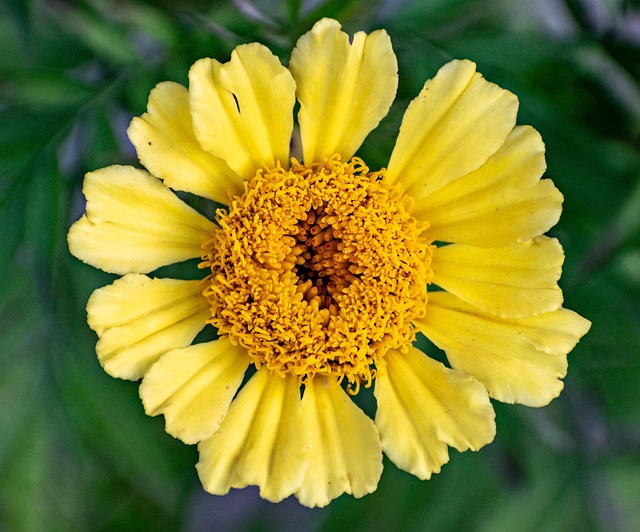 Fleur Souci Bloom - Photo gratuite sur Pixabay - Pixabay
