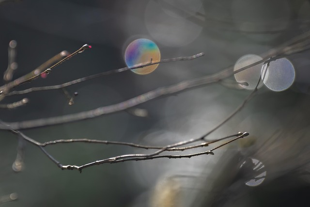 Tree Branches Bokeh - Free photo on Pixabay - Pixabay