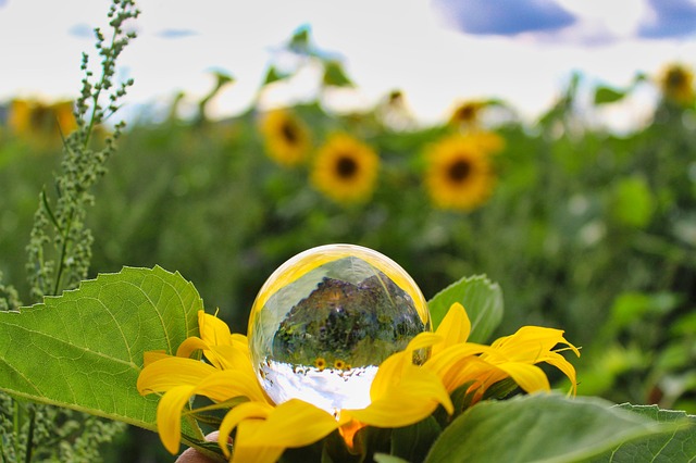 Glass Sphere Sunflower Flower Lens - Free photo on Pixabay