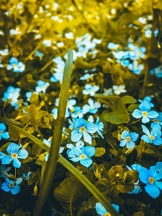 Bunga-Bunga Padang Rumput Bunga - Foto gratis di Pixabay - Pixabay